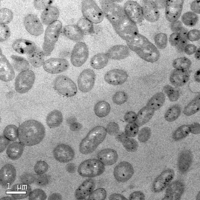 Scientists unveil the distribution and capaci | EurekAlert!
