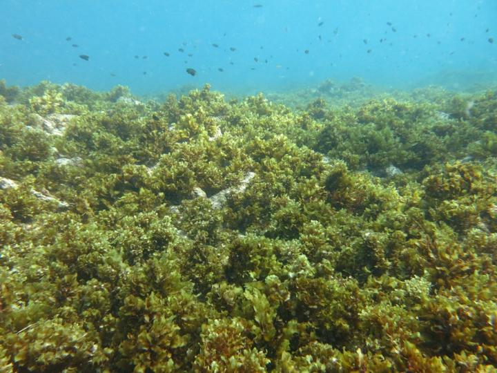 Algal Dominated Reef in Seyche [IMAGE] | EurekAlert! Science News Releases