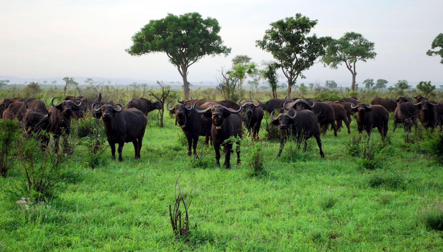 Treating Buffalo for One Infection Helps Spre | EurekAlert!