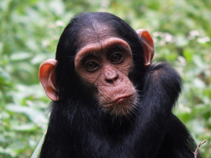 Young Chimpanzee [IMAGE] | EurekAlert! Science News Releases