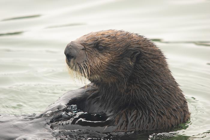 Sea Otters Eat Crabs Four [IMAGE] | EurekAlert! Science News Releases