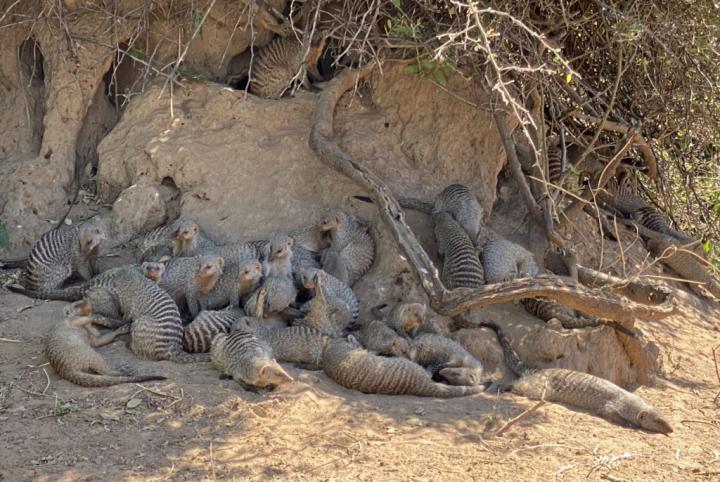 Mongoose in the city: How landscape can impac | EurekAlert!
