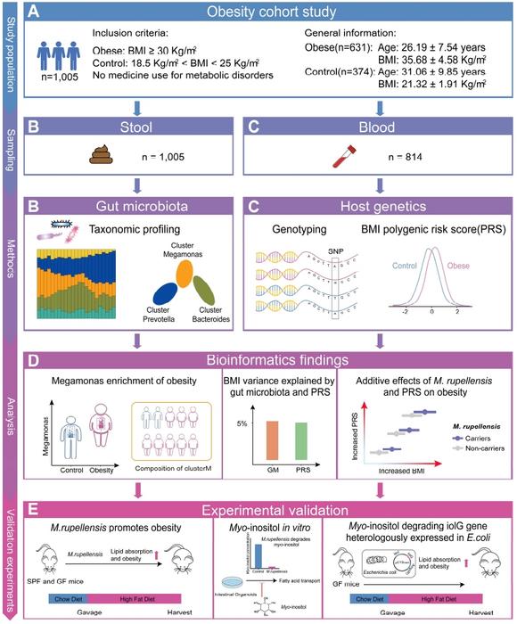 BGI Genomics Gut Microbiota li [IMAGE] | EurekAlert! Science News Releases