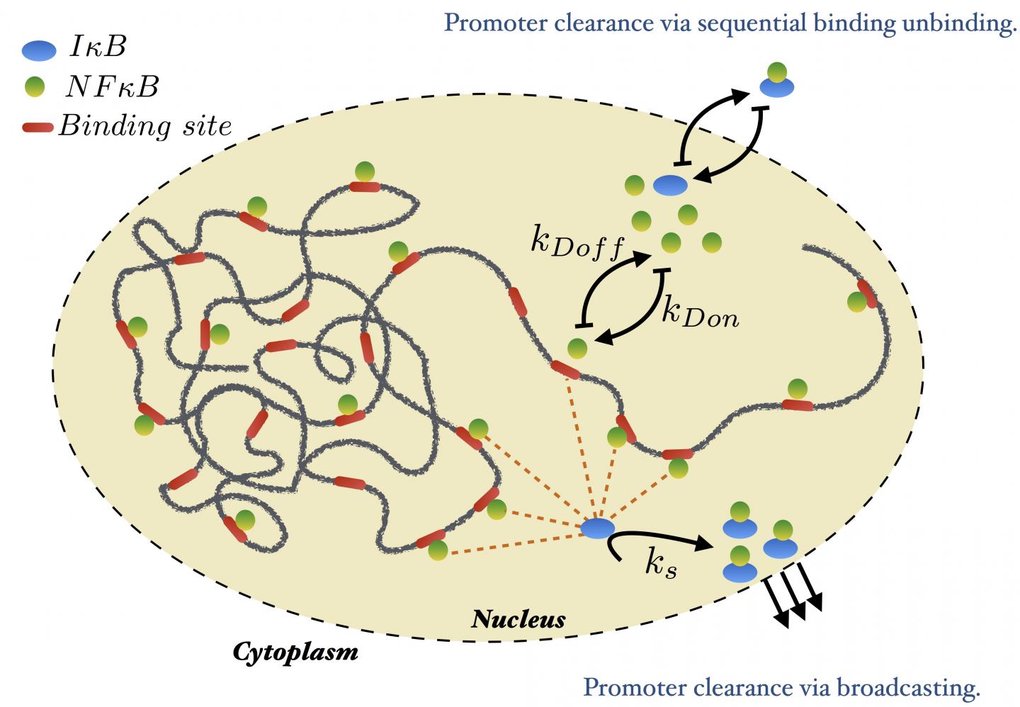 Stripping (2 of 2) [IMAGE] | EurekAlert! Science News Releases