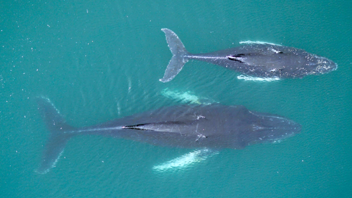 Humpback whale mother and calf [IMAGE] | EurekAlert! Science News Releases
