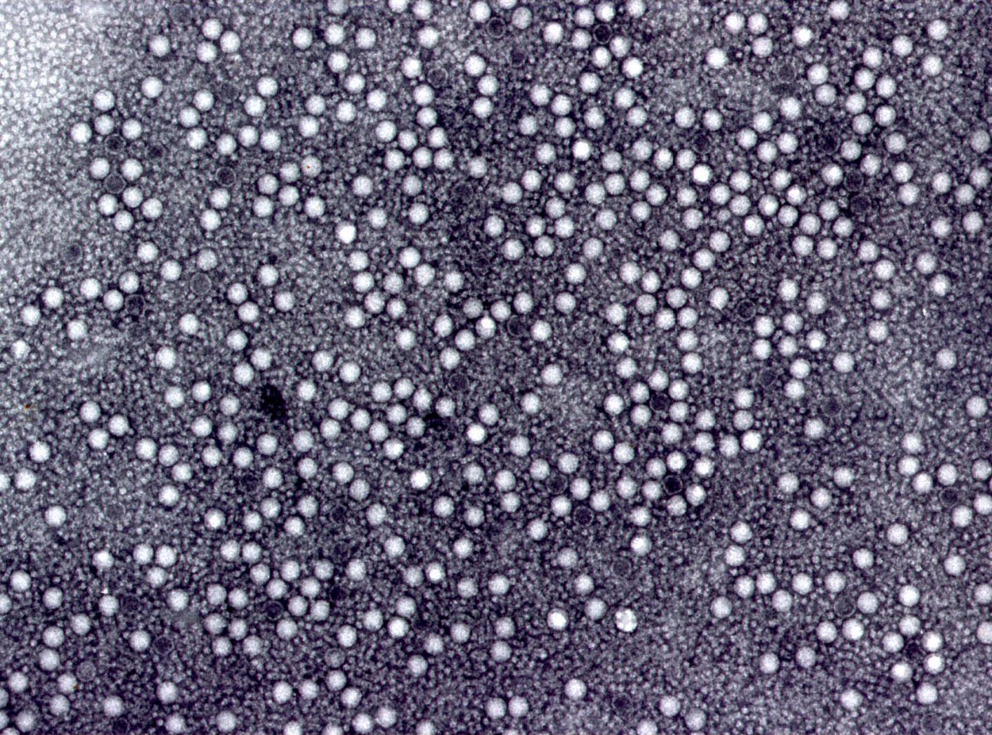 Mites Drive Deformed Wing Virus in Honeybees | EurekAlert!