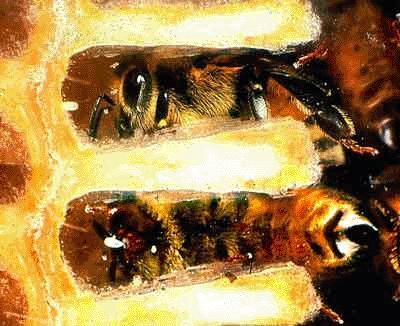 Why do some queen bees eat their worker bee's | EurekAlert!