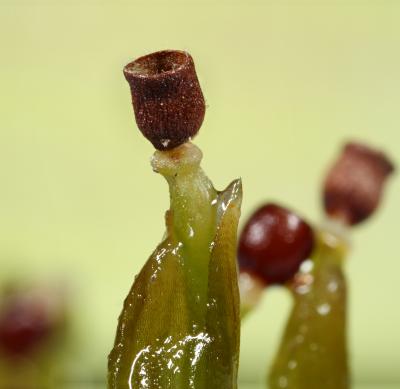 How Exploding Moss Launches Its Spores (9 of | EurekAlert!