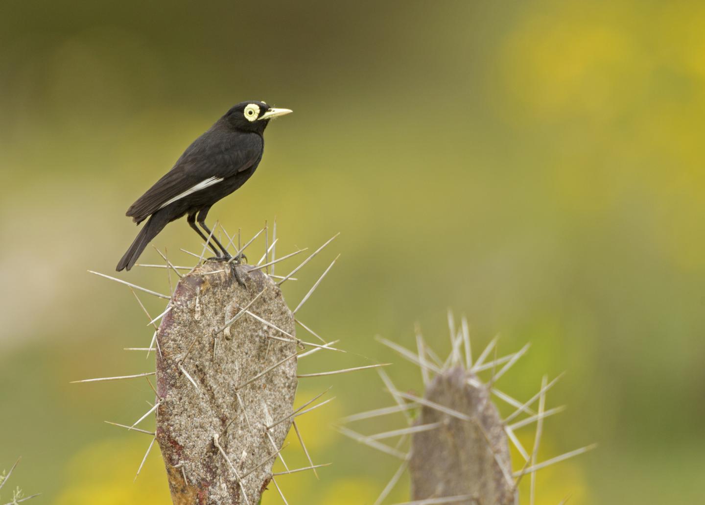 1300 species, 2400 genes, 21 museums, and 40 | EurekAlert!