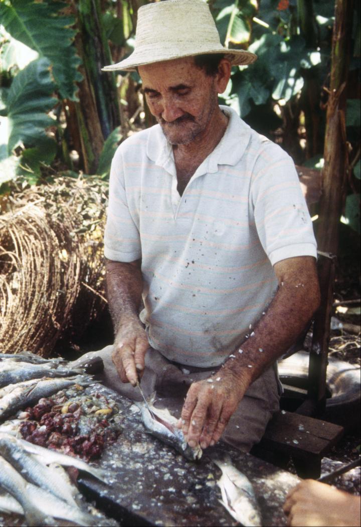 Fish Preparation [IMAGE] | EurekAlert! Science News Releases