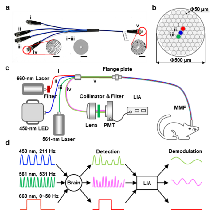 FIG 1 [IMAGE] | EurekAlert! Science News Releases
