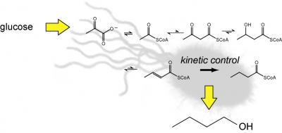 N-butanol Synthetic Pathway [IMAGE] | EurekAlert! Science News Releases