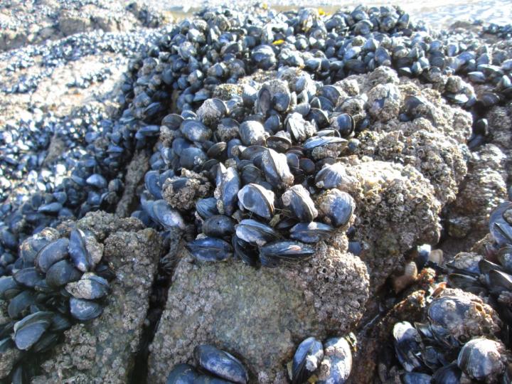 Pollution Mussels