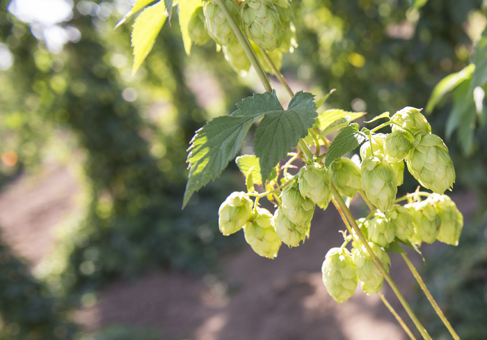 Genetically modified yeast yields intense hop | EurekAlert!