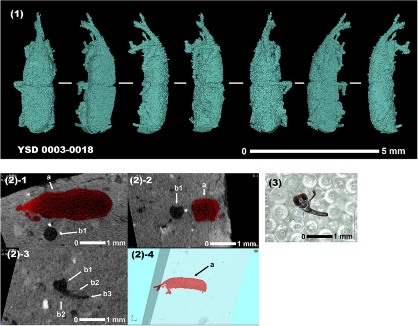 3D reconstruction of a maize w [IMAGE] | EurekAlert! Science News Releases