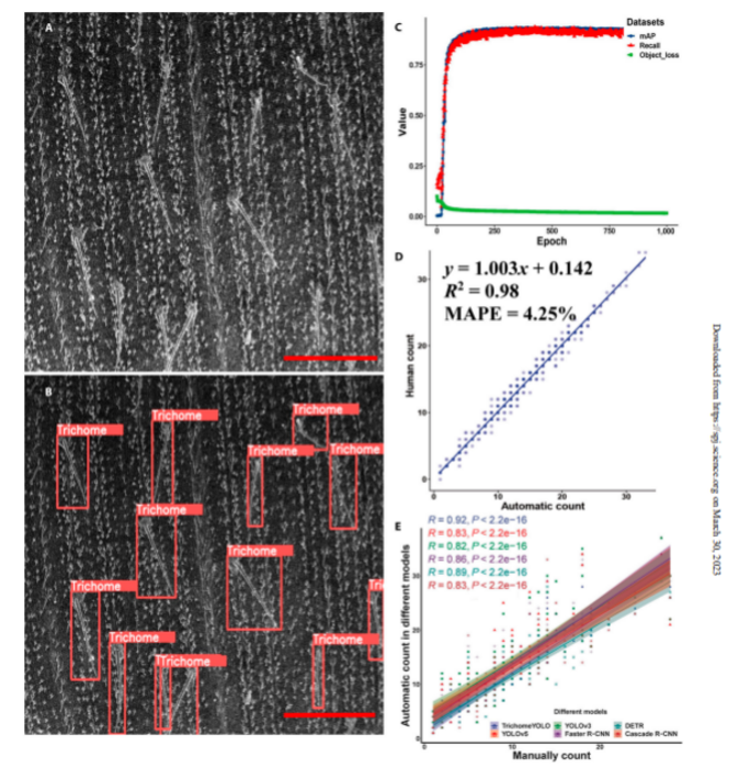 Automated counting and measuring method for e | EurekAlert!
