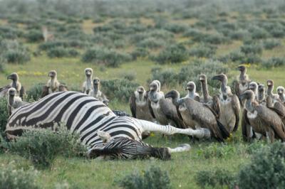 Zebra Carcass [IMAGE] | EurekAlert! Science News Releases
