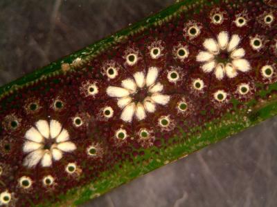Botryllus schlosseri [IMAGE] | EurekAlert! Science News Releases