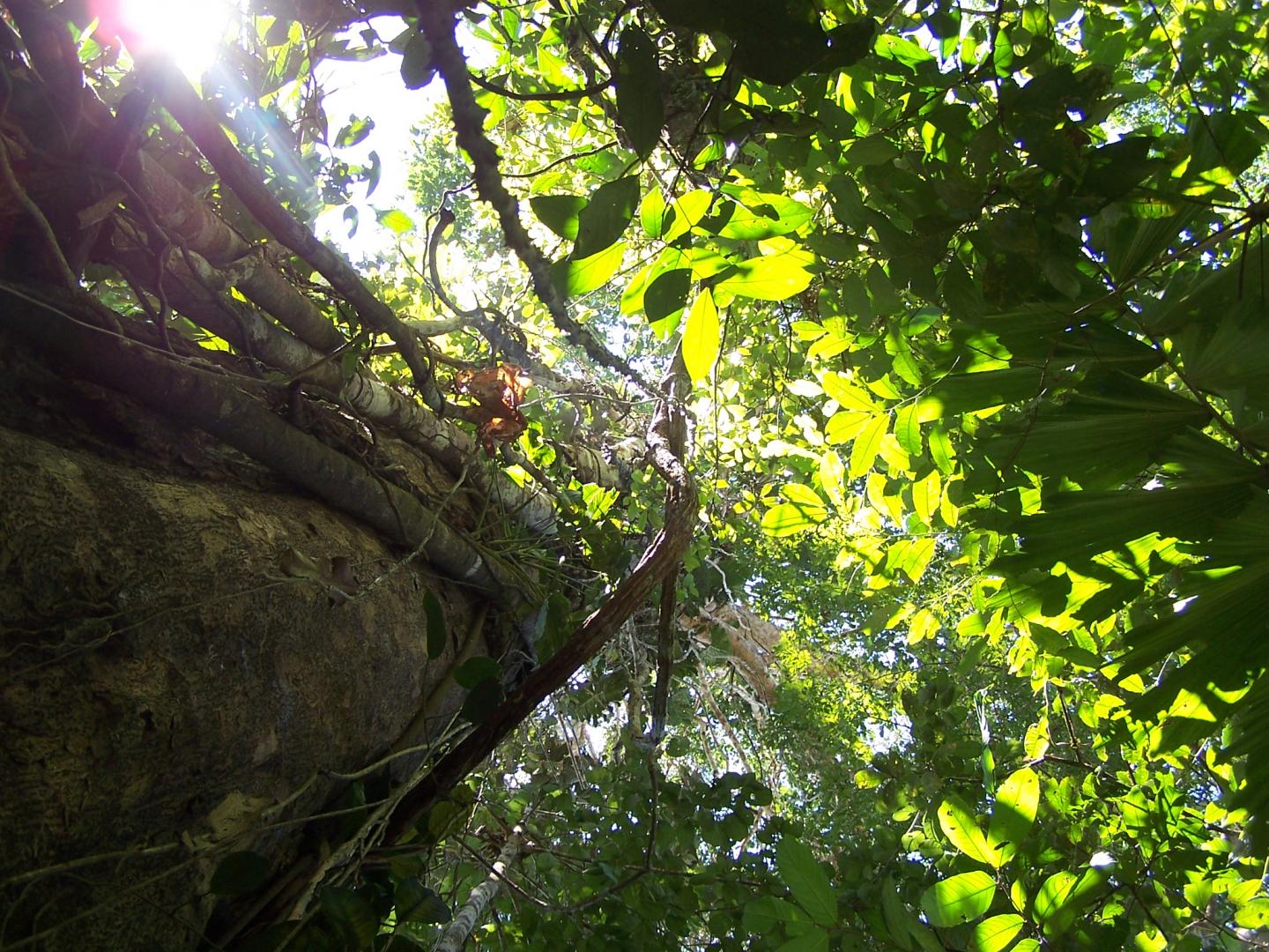 Seeking Ancient Rainforests Through Modern Ma EurekAlert 
