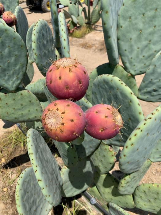 cactus-pear-fruit [IMAGE] | EurekAlert! Science News Releases