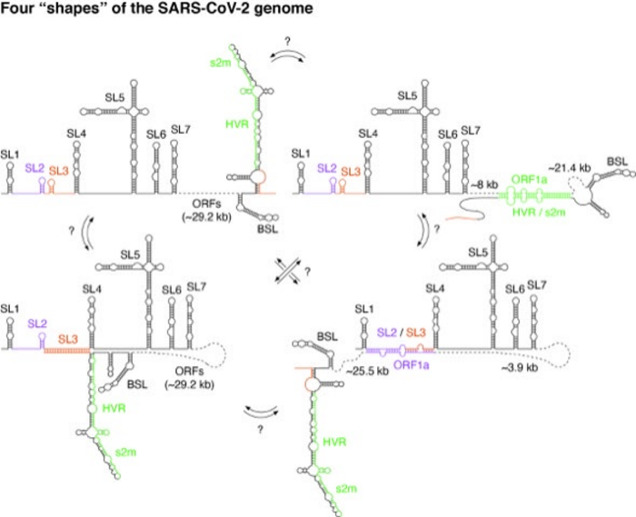 SARS-CoV-2 genome: A shapeshif [IMAGE] | EurekAlert! Science News Releases