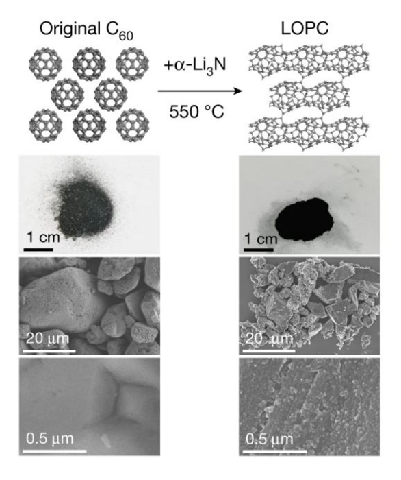 Morphological and structural c [IMAGE] | EurekAlert! Science News Releases