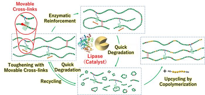 Advanced biodegradable plastics run rings aro | EurekAlert!