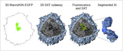 The Structure of the Inactive [IMAGE] | EurekAlert! Science News Releases