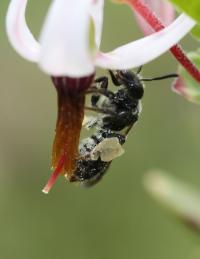 Wild Pollinators Crucial For Food Crops (2 of | EurekAlert!