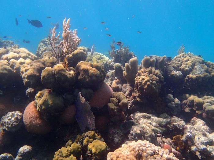 Healthy Coral Reefs Illustrate [image] Eurekalert Science News Releases