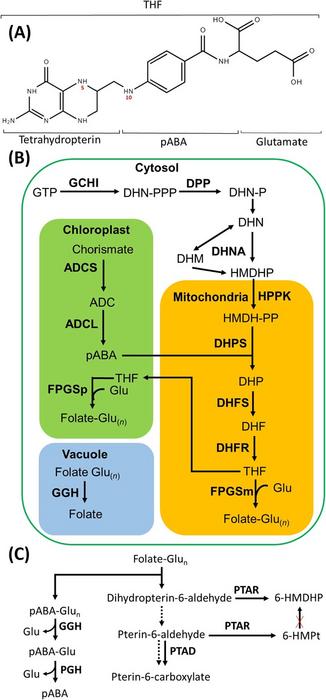 A study reveals reduced γ-glutamyl hydrolase | EurekAlert!