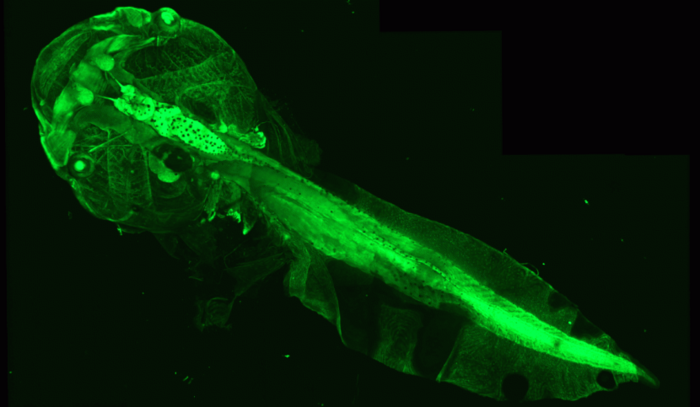 Xenopus tadpole [IMAGE] | EurekAlert! Science News Releases