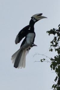 Hunting By Humans Significantly Reduces Bird | EurekAlert!