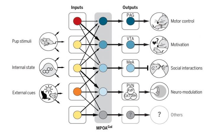 Prize-winning Research Reveals How Parenting | EurekAlert!