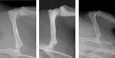 Mice Bone Study [IMAGE] | EurekAlert! Science News Releases