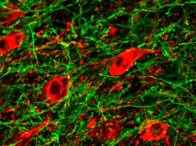 Dopamine Neurons and VTA GABA [IMAGE] | EurekAlert! Science News Releases