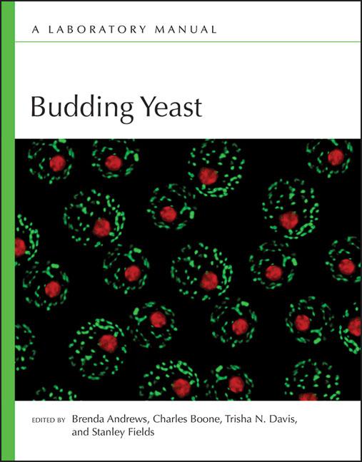 Budding Yeast: A Laboratory Ma [IMAGE] | EurekAlert! Science News Releases