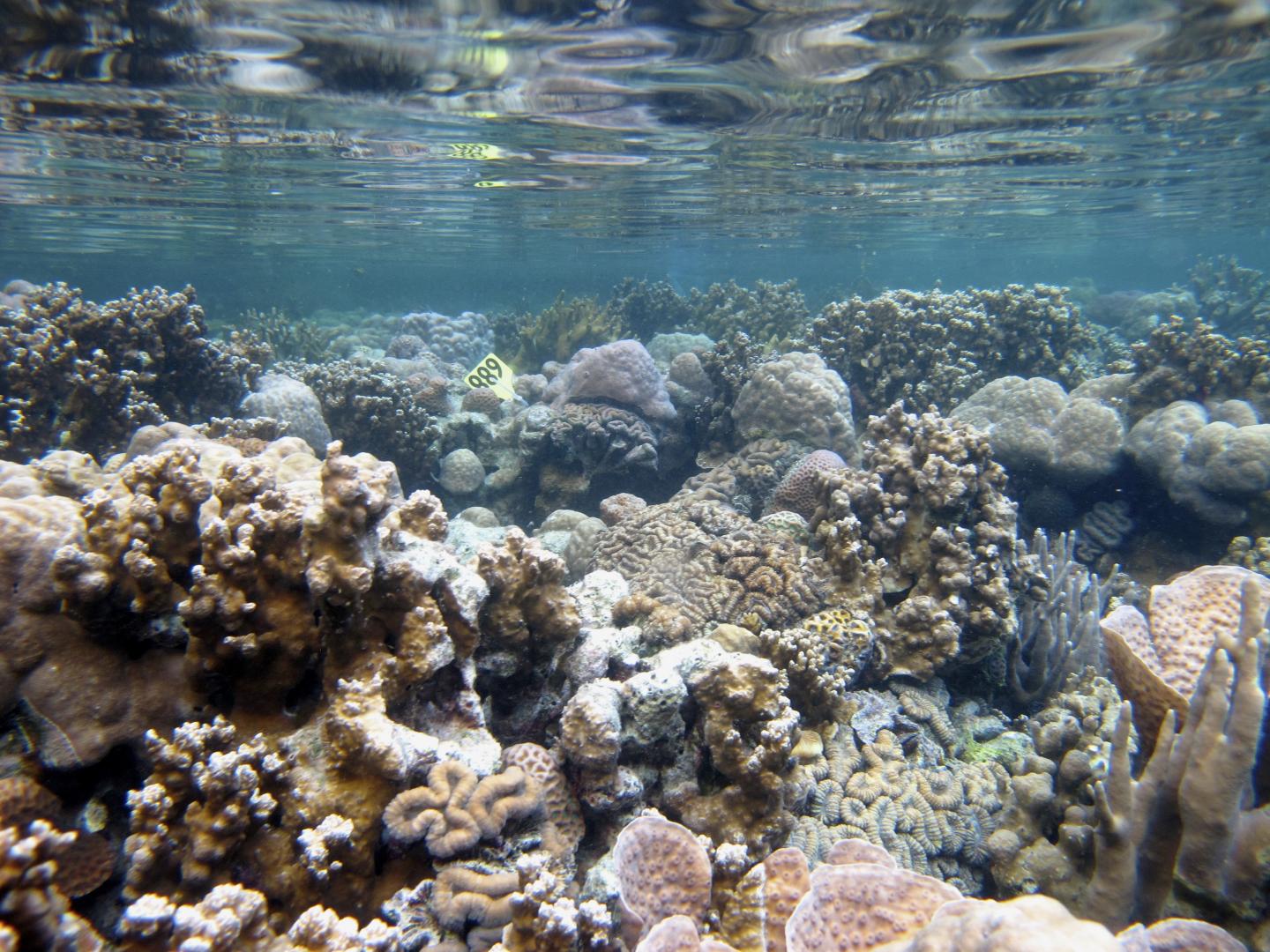 Diverse coral communities persist, but bioero | EurekAlert!
