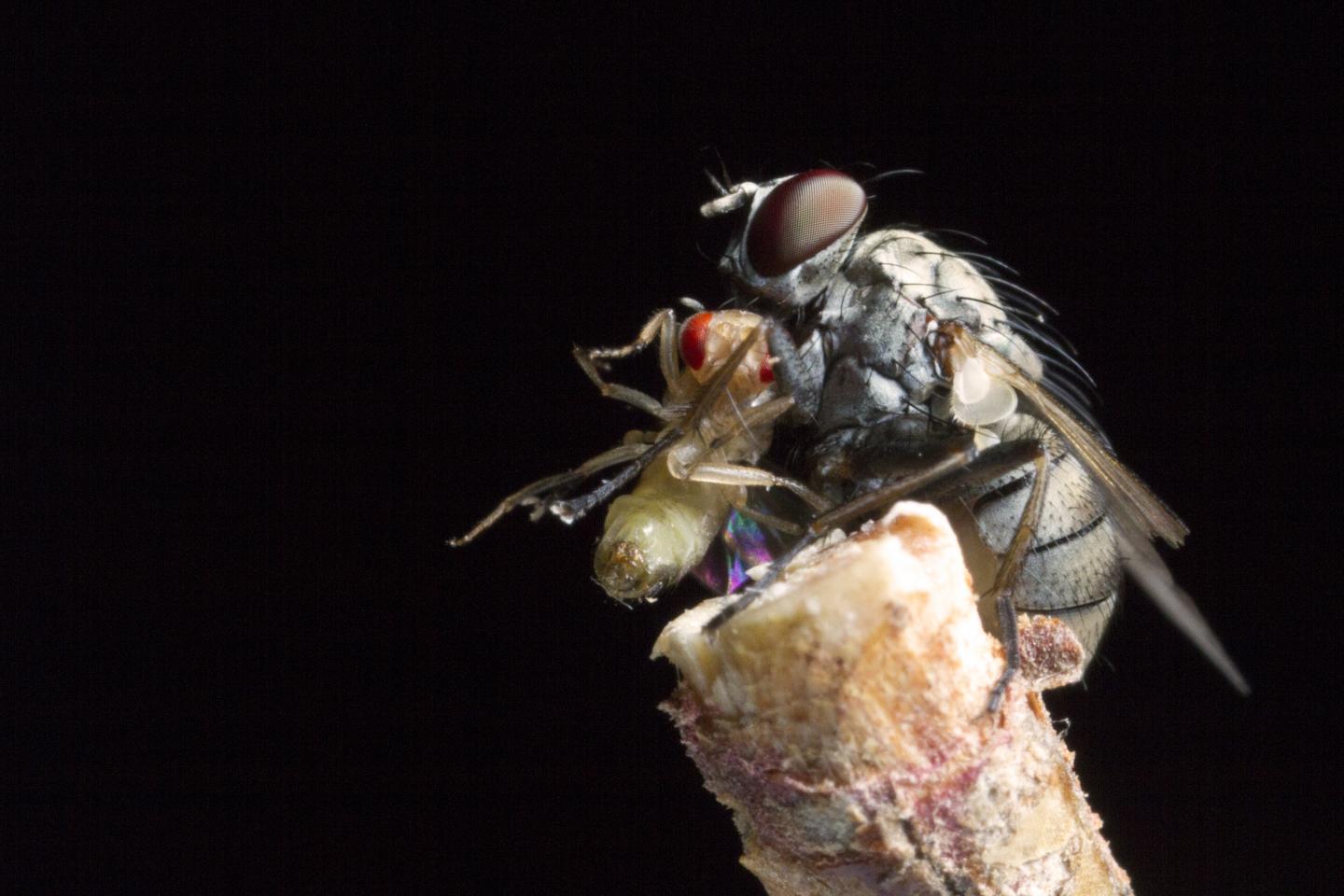 Killer fly dark [IMAGE] | EurekAlert! Science News Releases