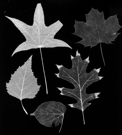 Leaf Shapes [IMAGE] | EurekAlert! Science News Releases