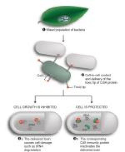Contact Dependent Growth Inhib [IMAGE] | EurekAlert! Science News Releases