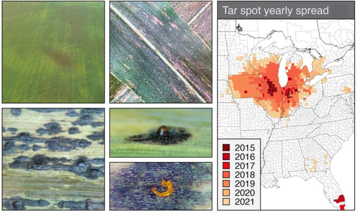 Tar spot of corn [IMAGE] | EurekAlert! Science News Releases