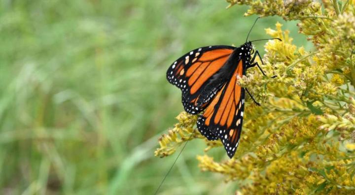 Monarch with tracking device [IMAGE] | EurekAlert! Science News Releases