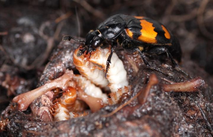 Burying beetles [IMAGE] | EurekAlert! Science News Releases
