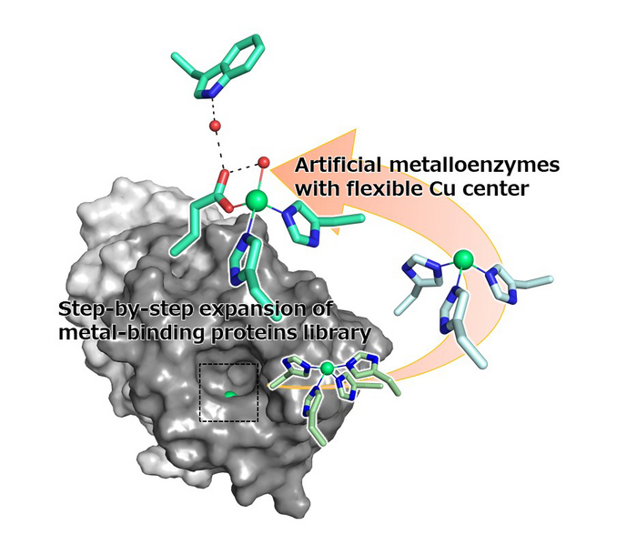 Artificial metalloenzyme creat [IMAGE] | EurekAlert! Science News Releases