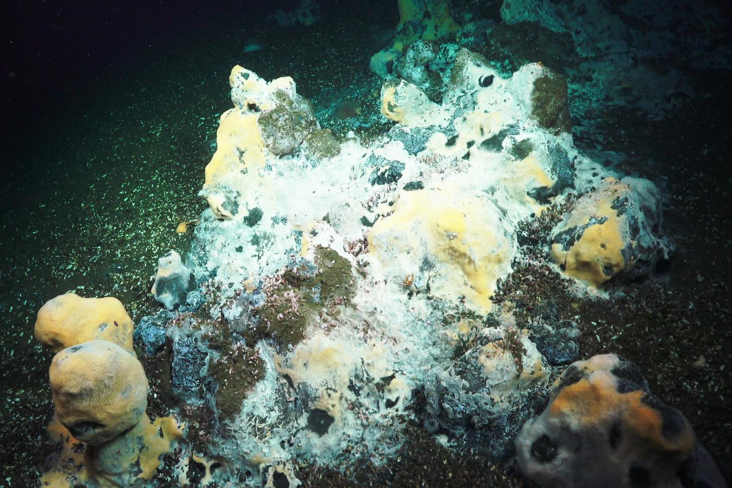 The Point Dume methane seep [IMAGE] | EurekAlert! Science News Releases