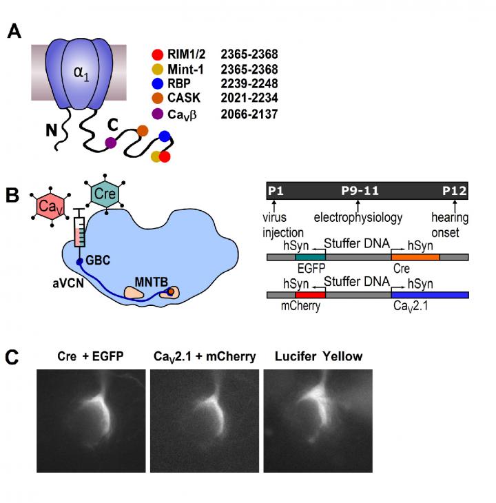 Voltage Gated Calcium Channels In Neurons