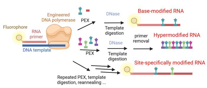 Synthesis of base-modified RNA [IMAGE] | EurekAlert! Science News Releases