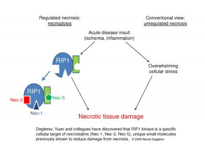 Inhibitors to RIP1 Kinase [IMAGE] | EurekAlert! Science News Releases