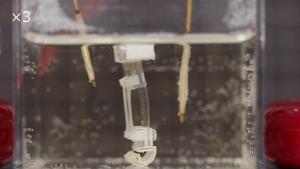 Two-legged biohybrid robot [IMAGE] | EurekAlert! Science News Releases